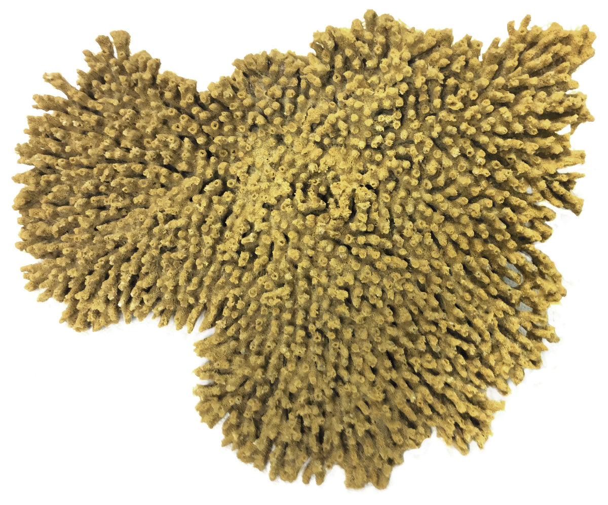 Acropora Cytherea - Large Table Coral #01502 – RocknReefs Inc.