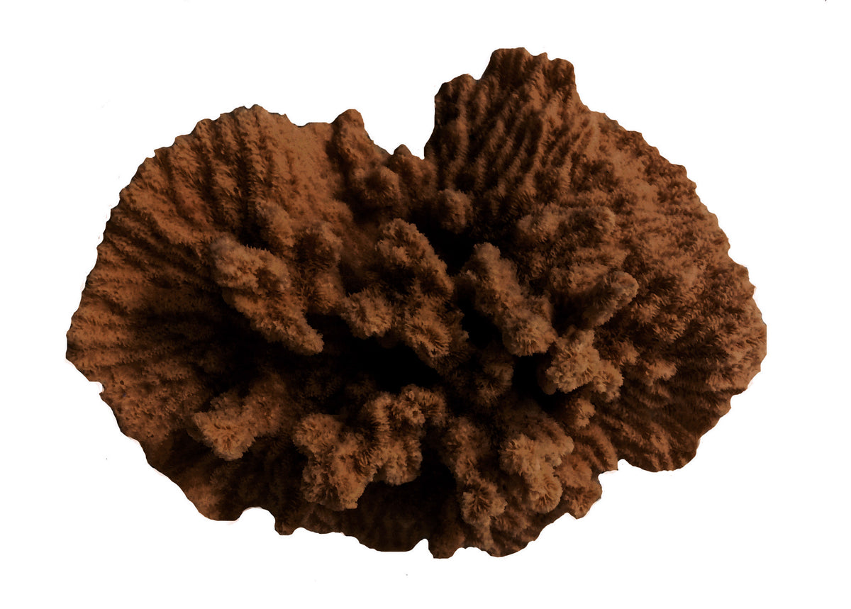 Merulina Ampliata - Ruffled Coral #08101 – RocknReefs Inc.