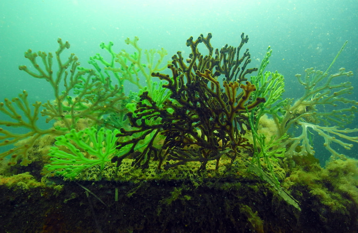 Bladder Wrack – RocknReefs Inc.